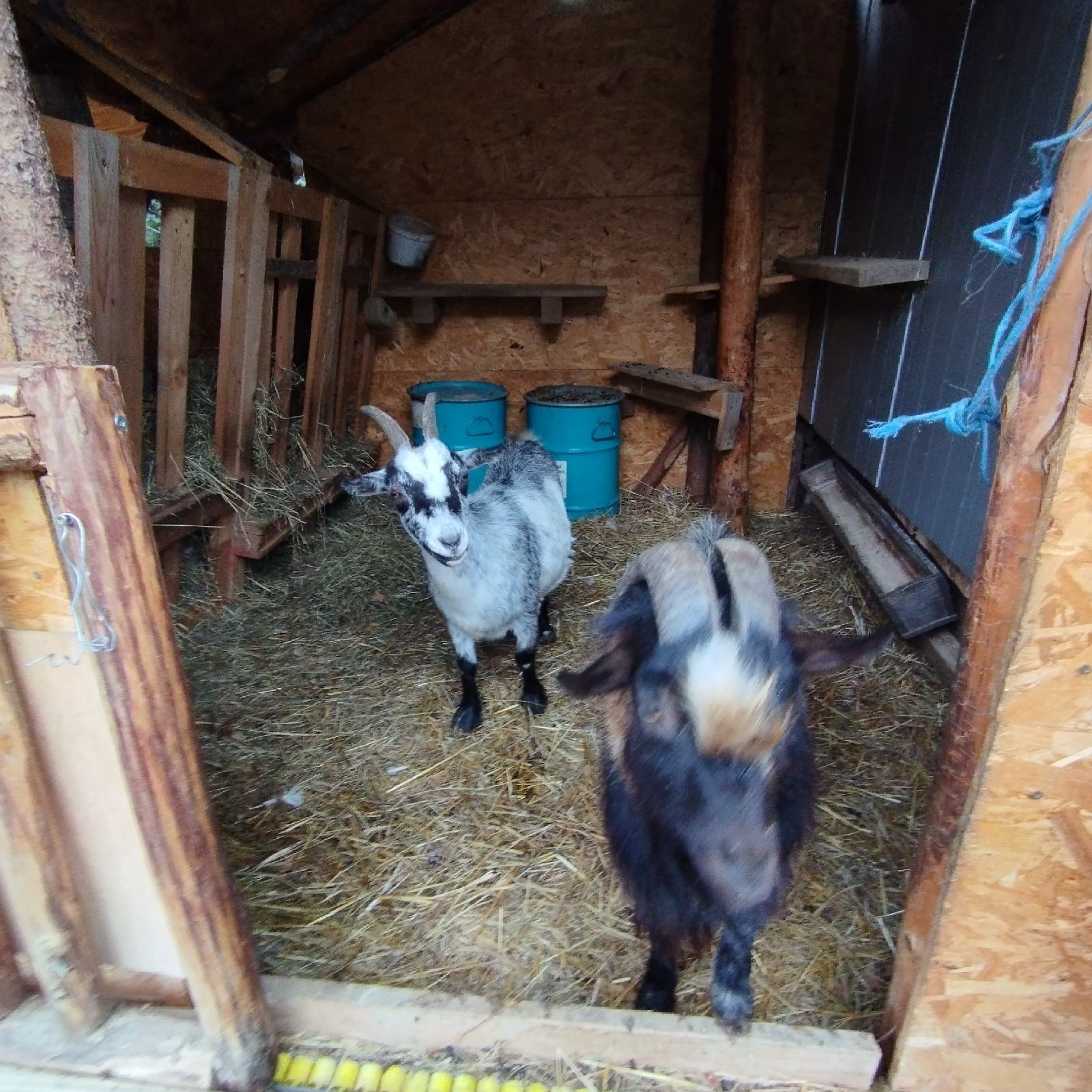 mini koze, kamerunska ovca