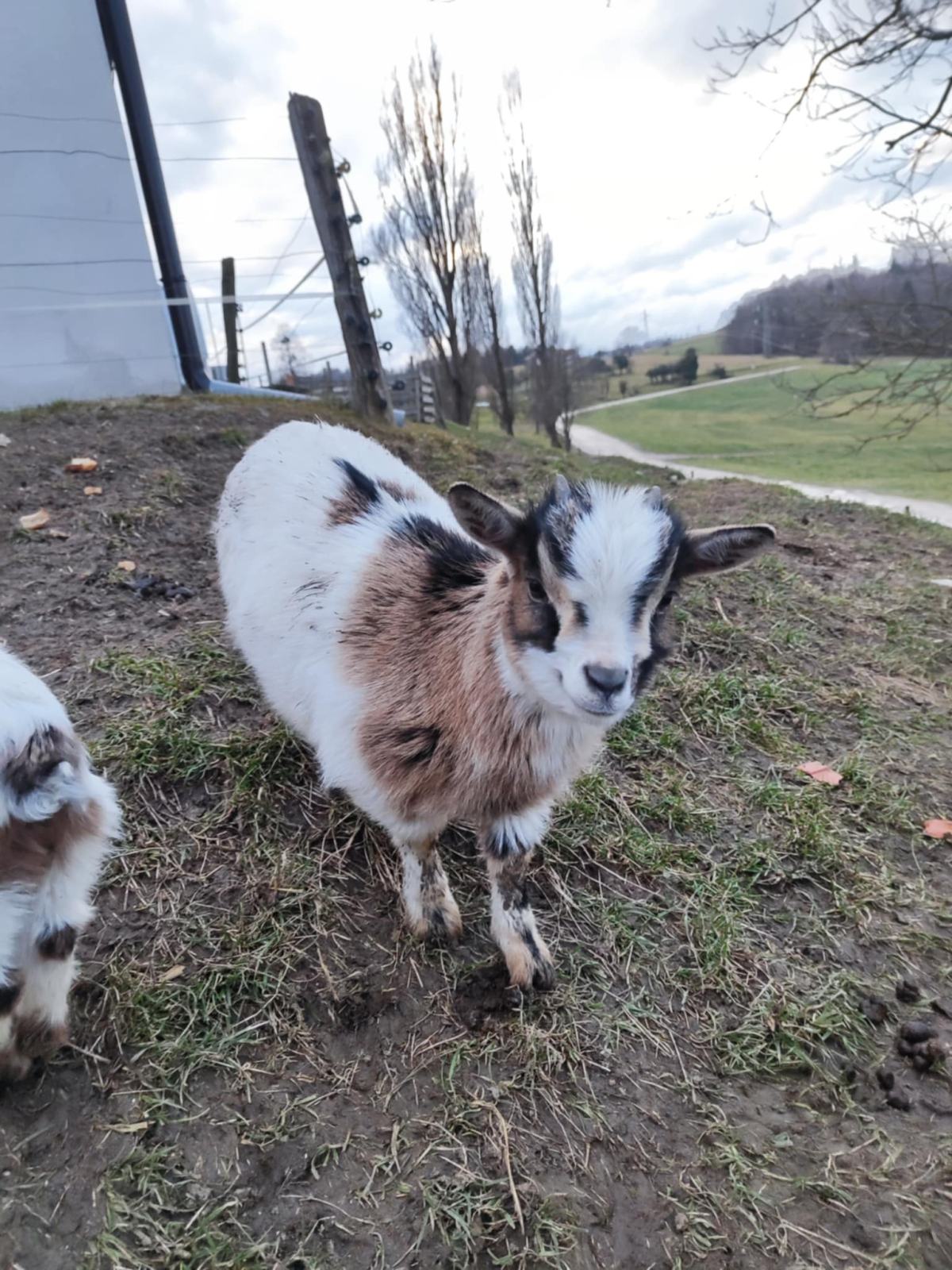 Mini koze, Mini kozli