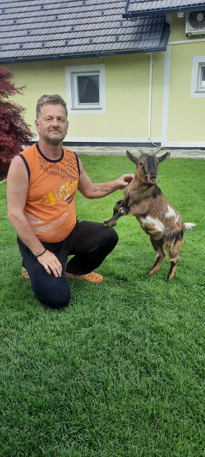 Mini Kozi