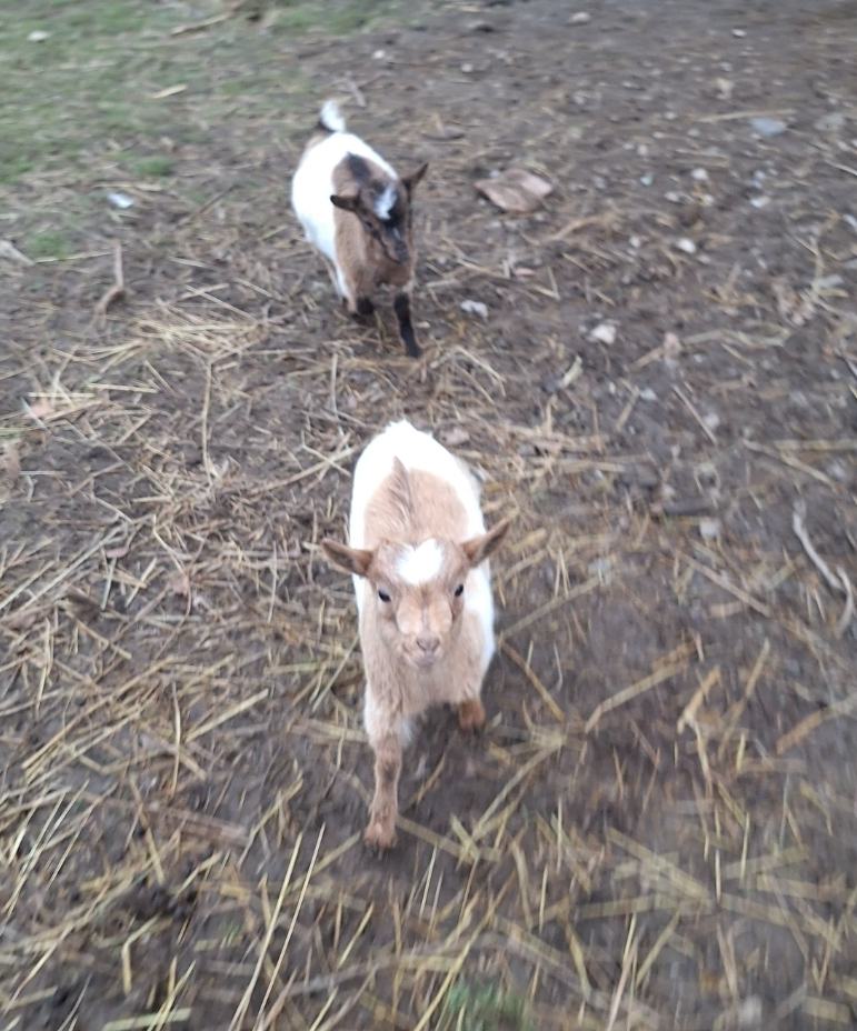 Mini kozi,stari 4 mesece