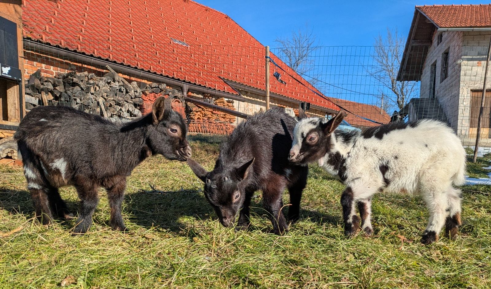 Mini kozice in kozliček mlade