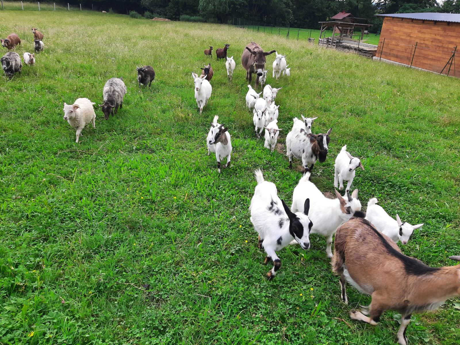 Mini Kozice
