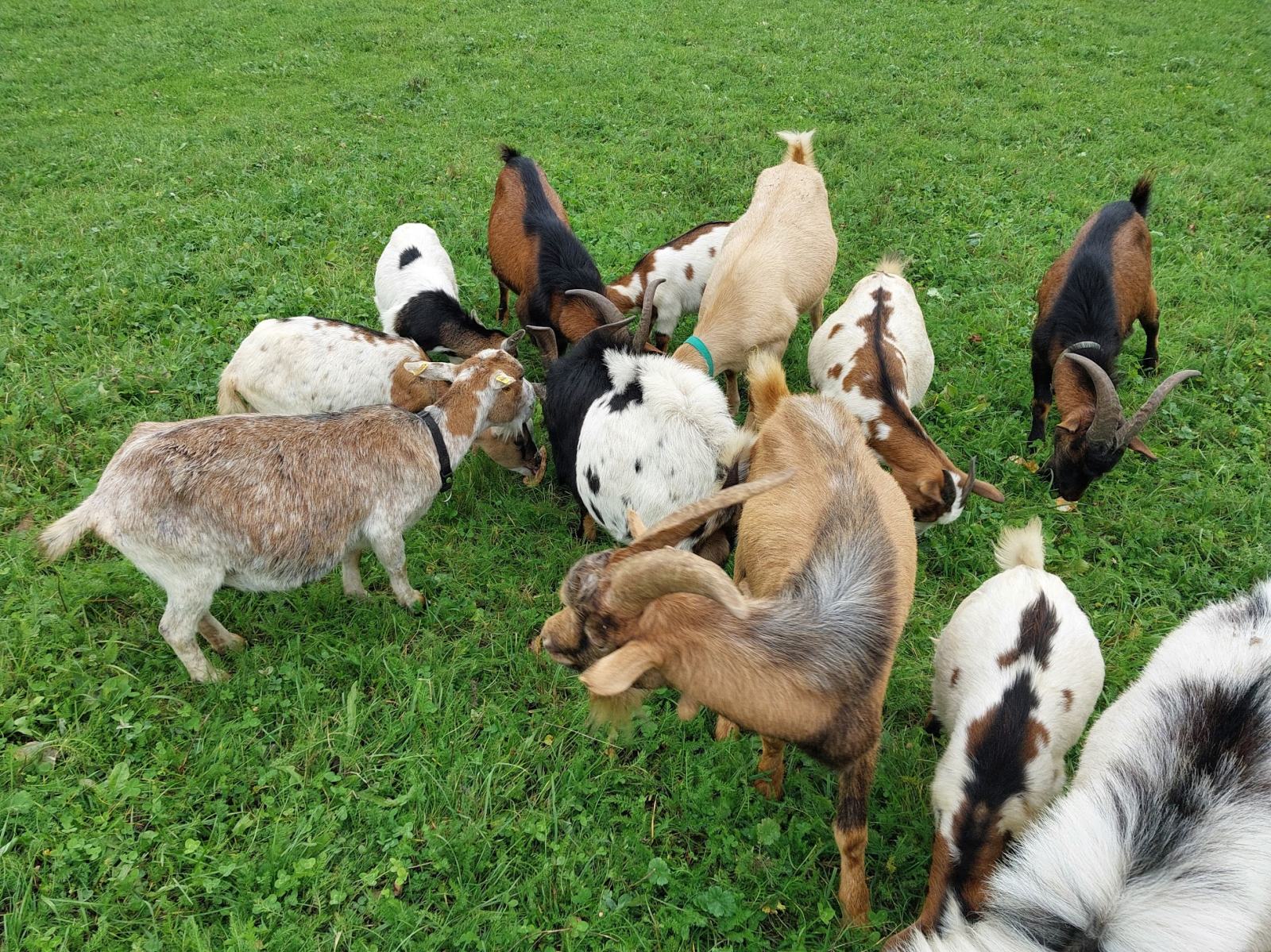 Mini Kozice