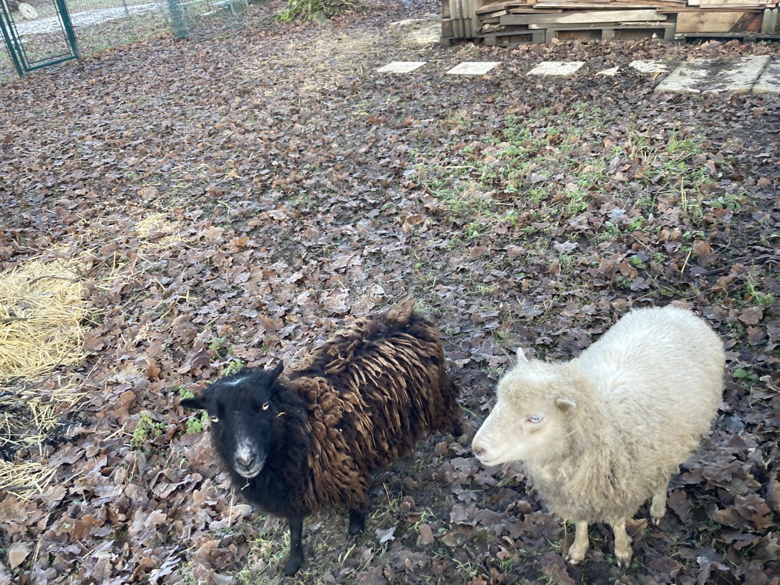 Mini ovca, dve samici, črna in bela, podarimo