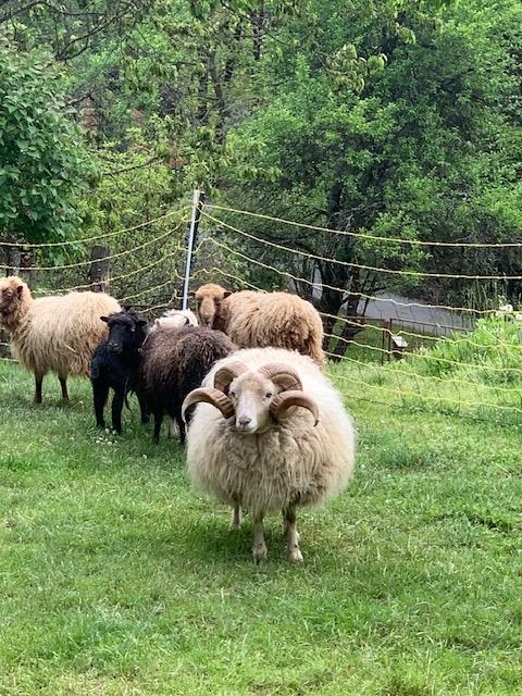 Mini ovce, ovesant, quesant - par - prodam