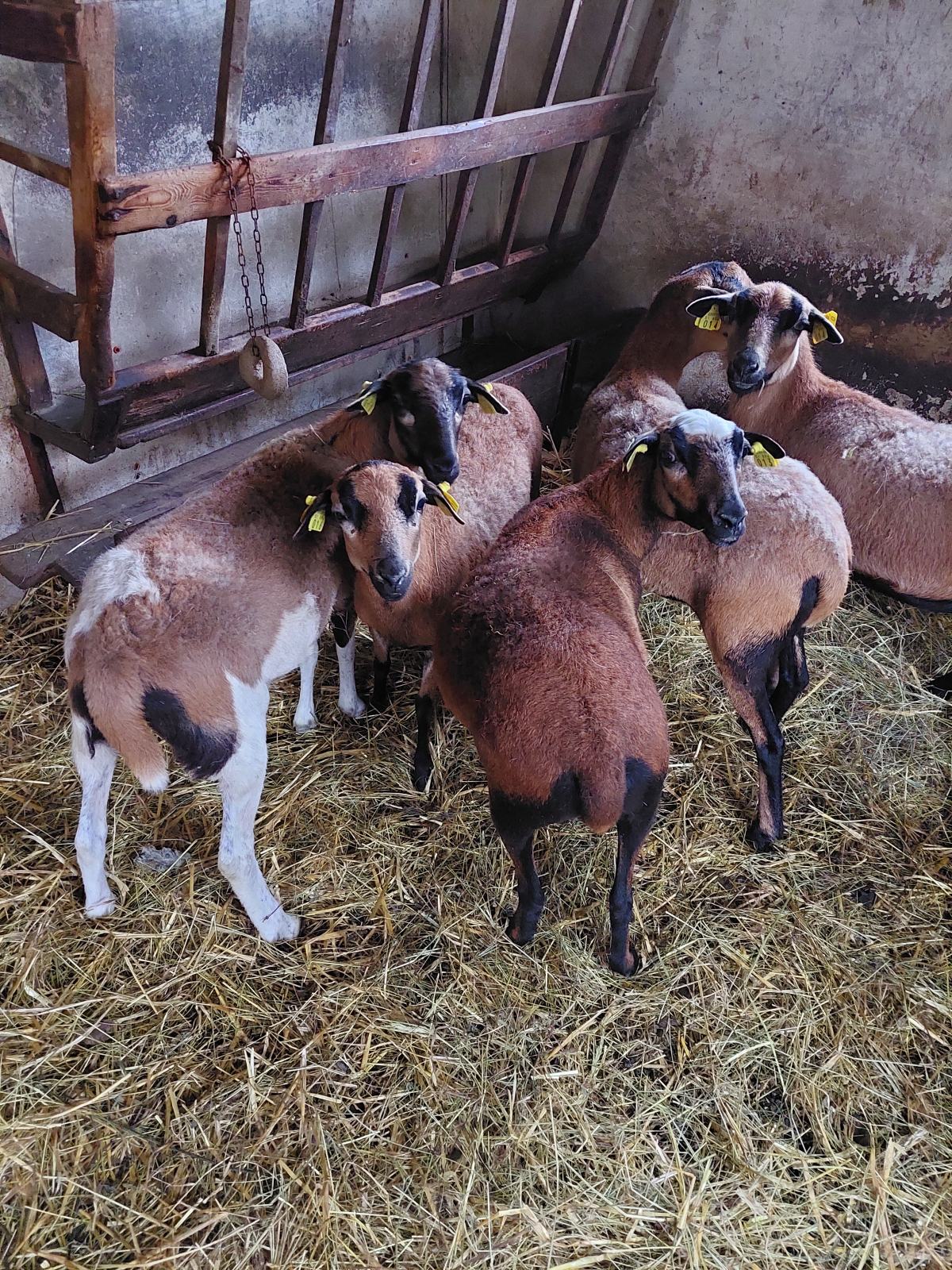 Orešje nad Sevnico 27a