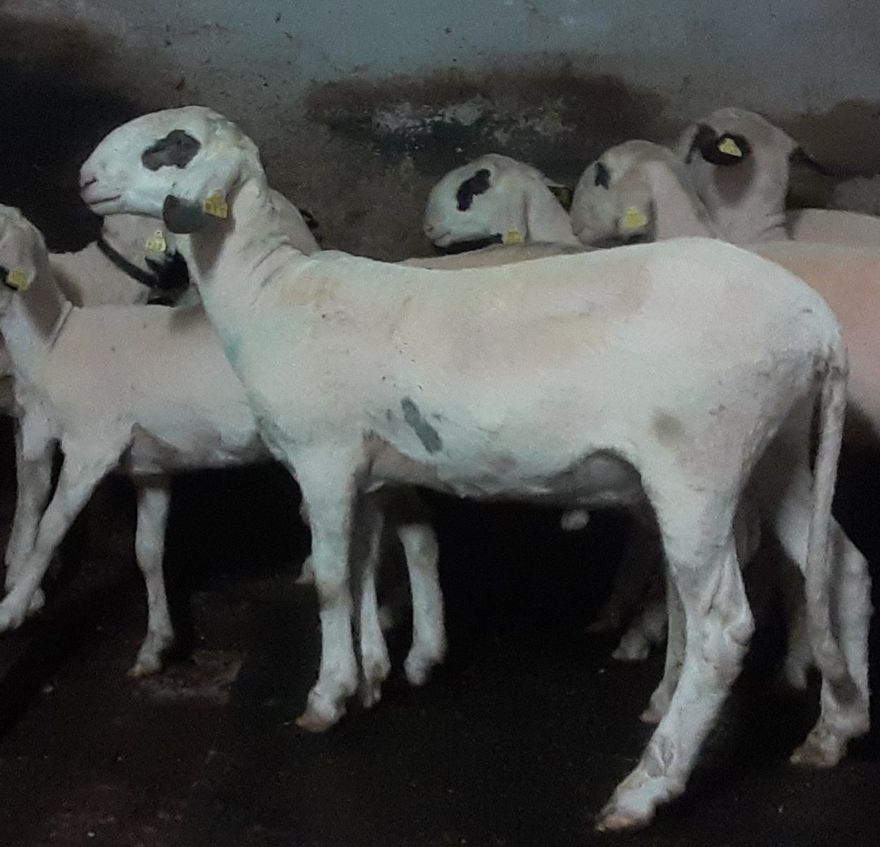 Ovce in oven JS pasme