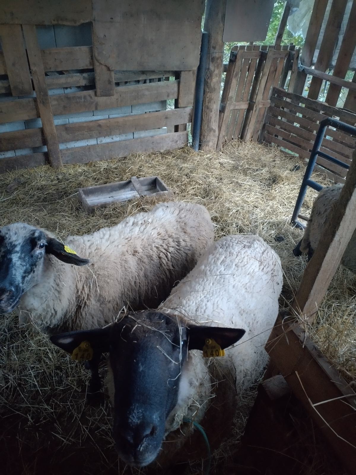 Ovce in oven Suffolk