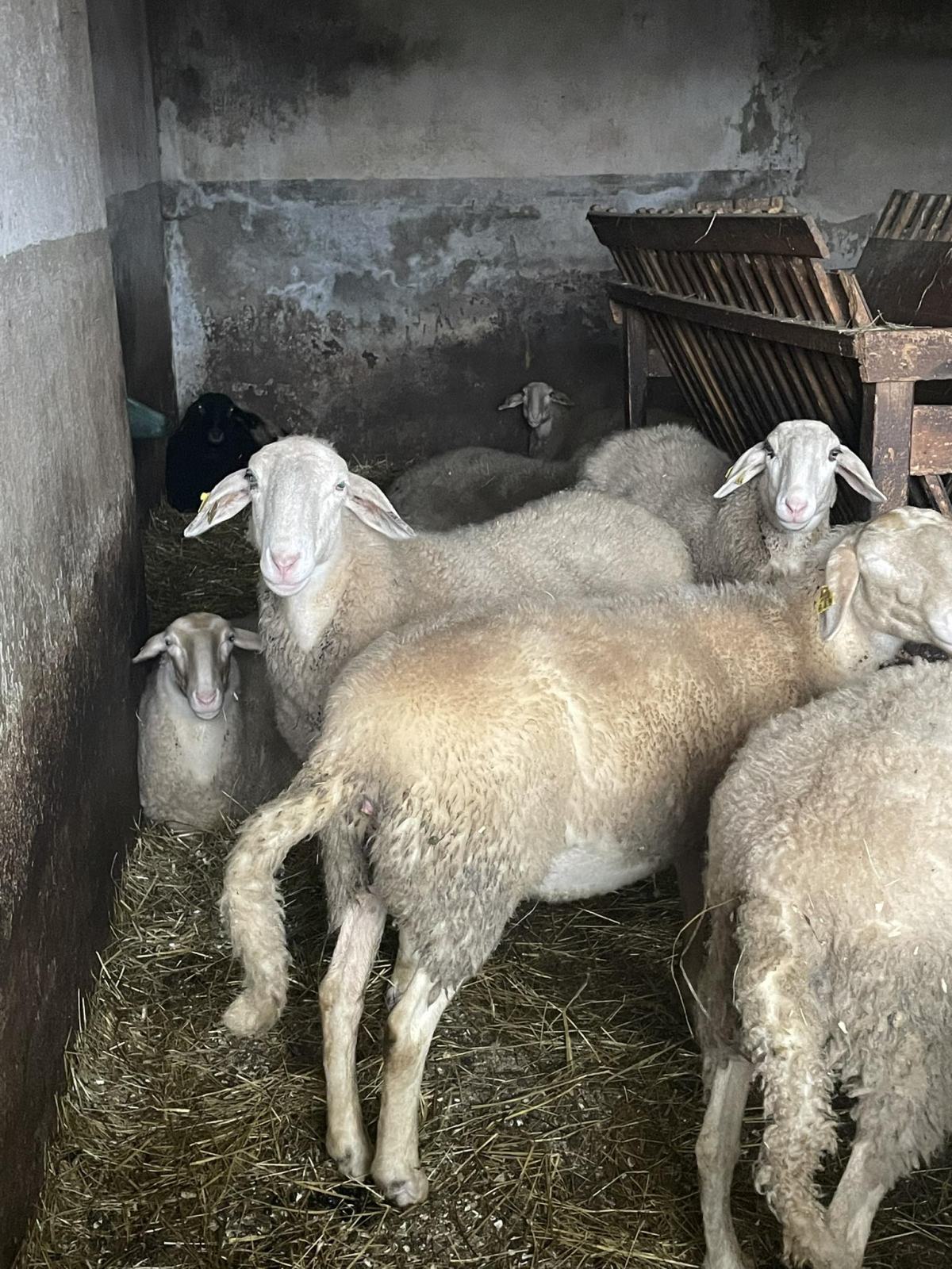 Ovce Jezersko solčavske pasme