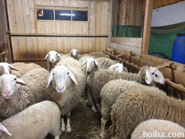 Ovce JS pasmet trop na prodaj