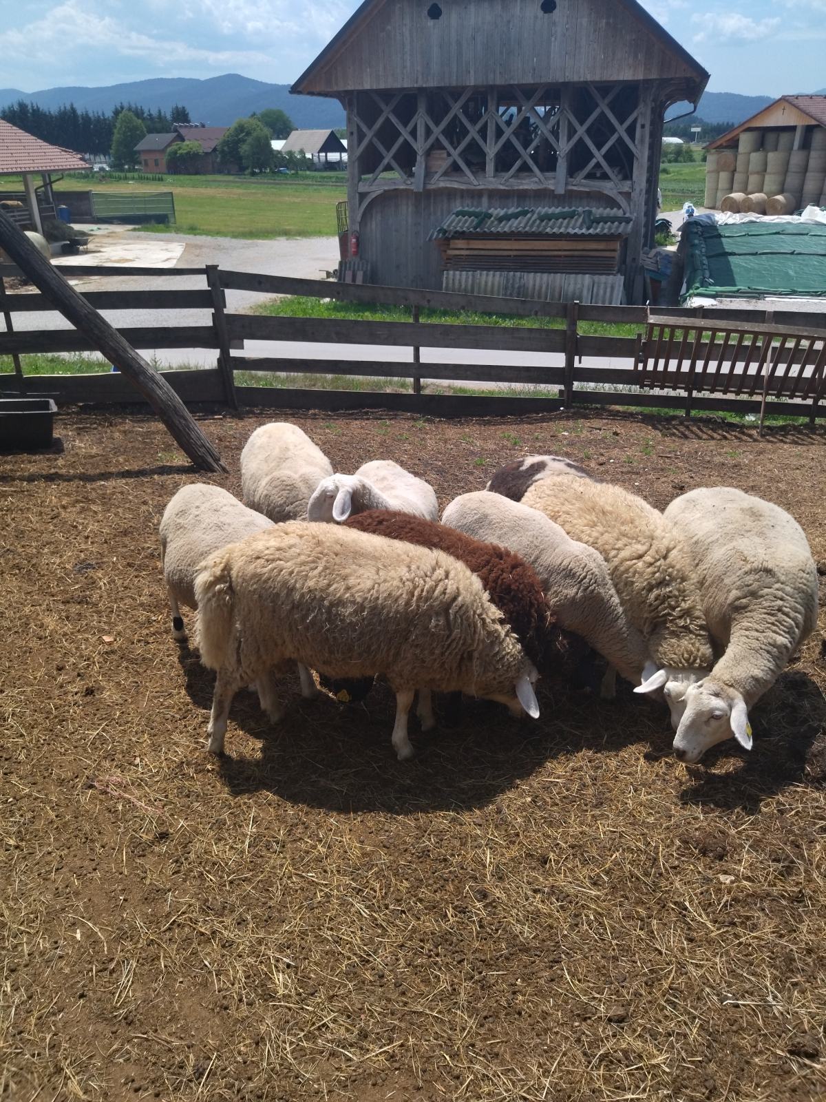 OVCE, PLEMENSKI OVEN, ovčice