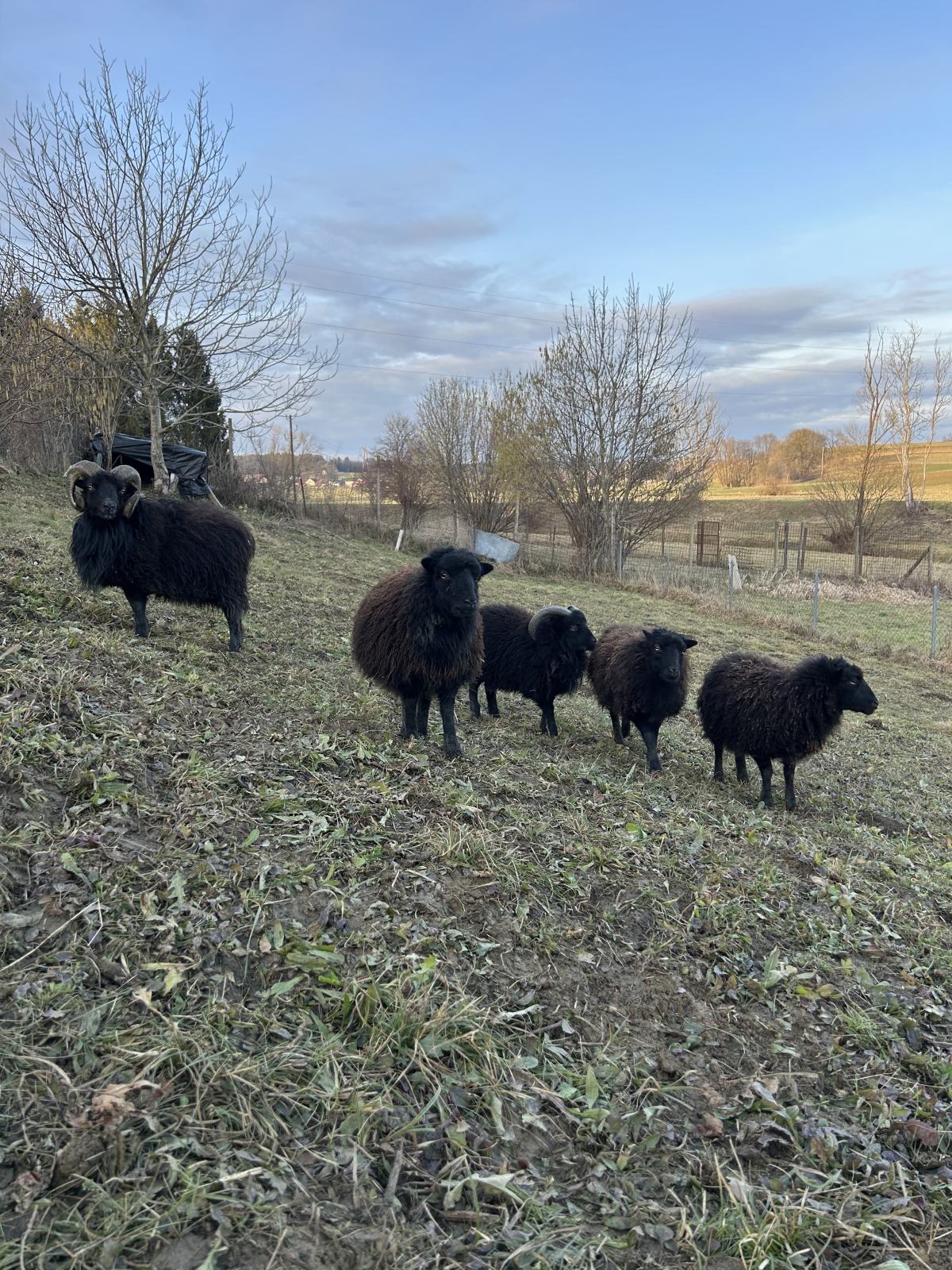 Ovce pritlikave (mini) prodam