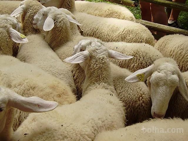 Ovce prodam,jagnje,ovca