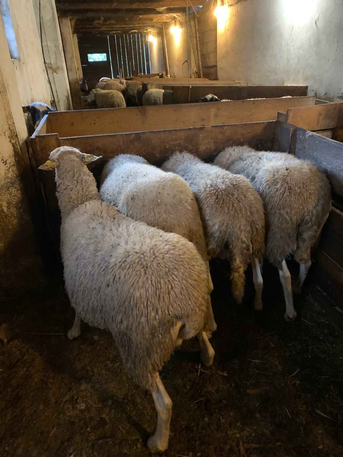 Ovce za zakol - debele