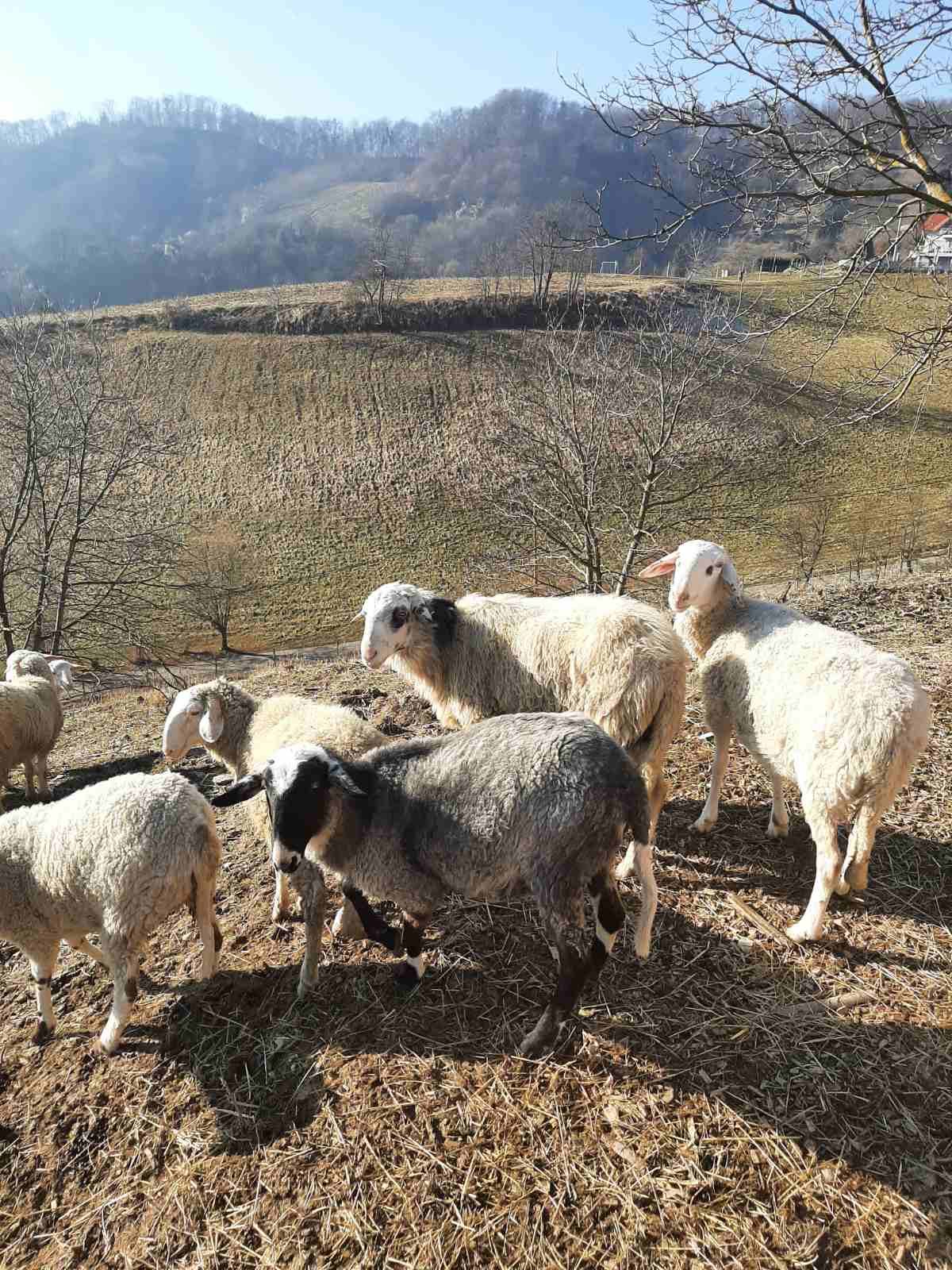 Ovce breje in ovce z jagnjicima