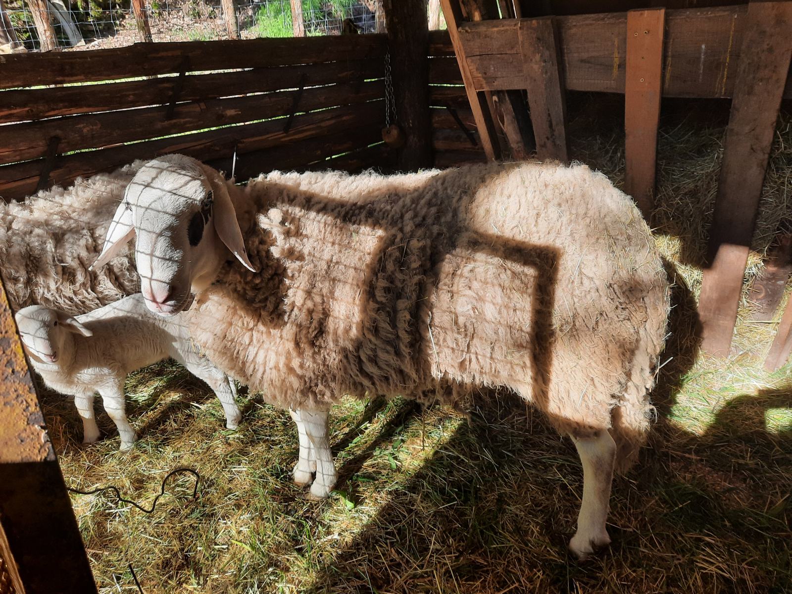 Oven jezersko solčavske pasme