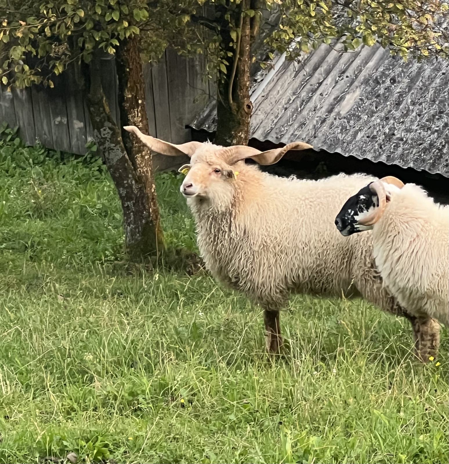 Oven Madžarska Racka
