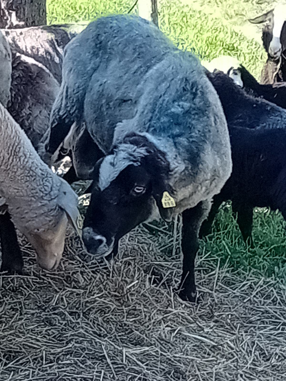 Oven romanovc-jsr star 3 leta