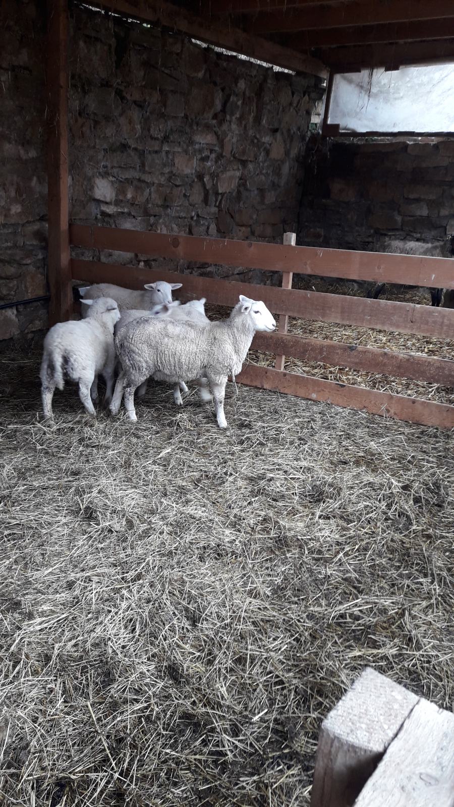 Oven texel/jsr, jagnje