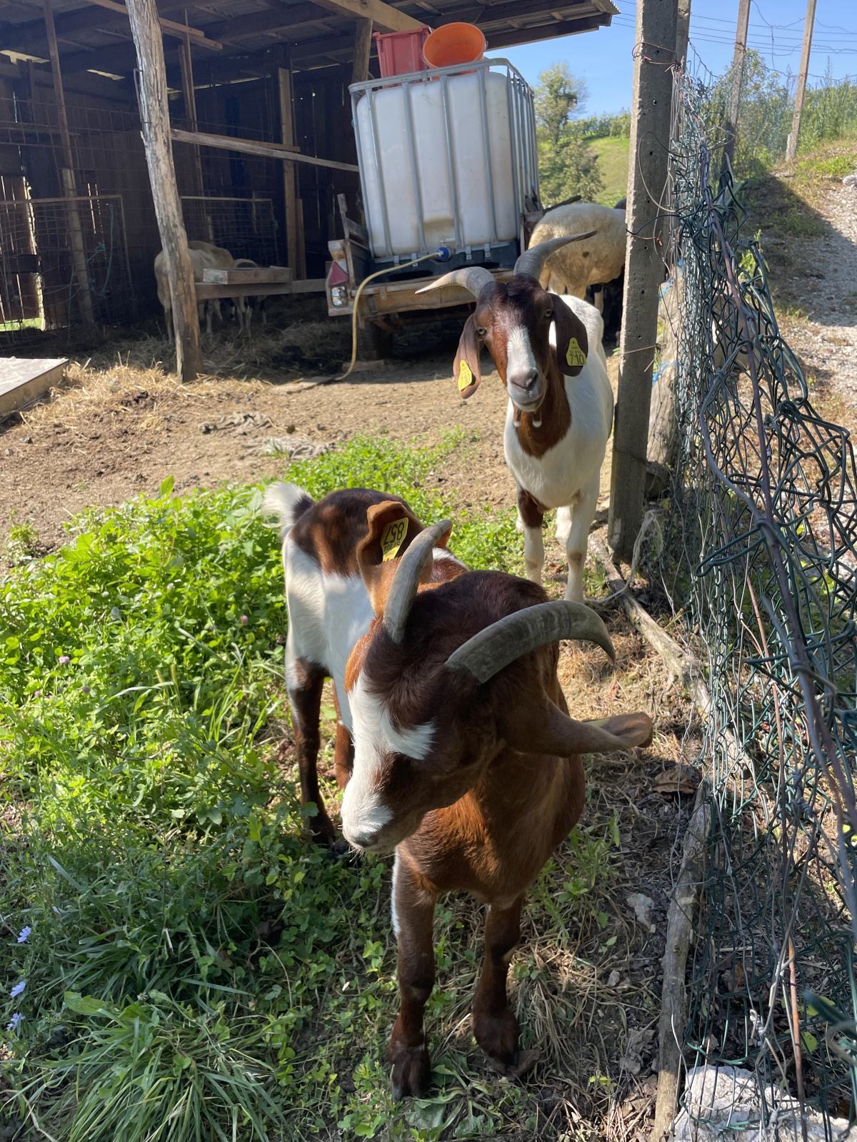 Prodam dve Burski kozi