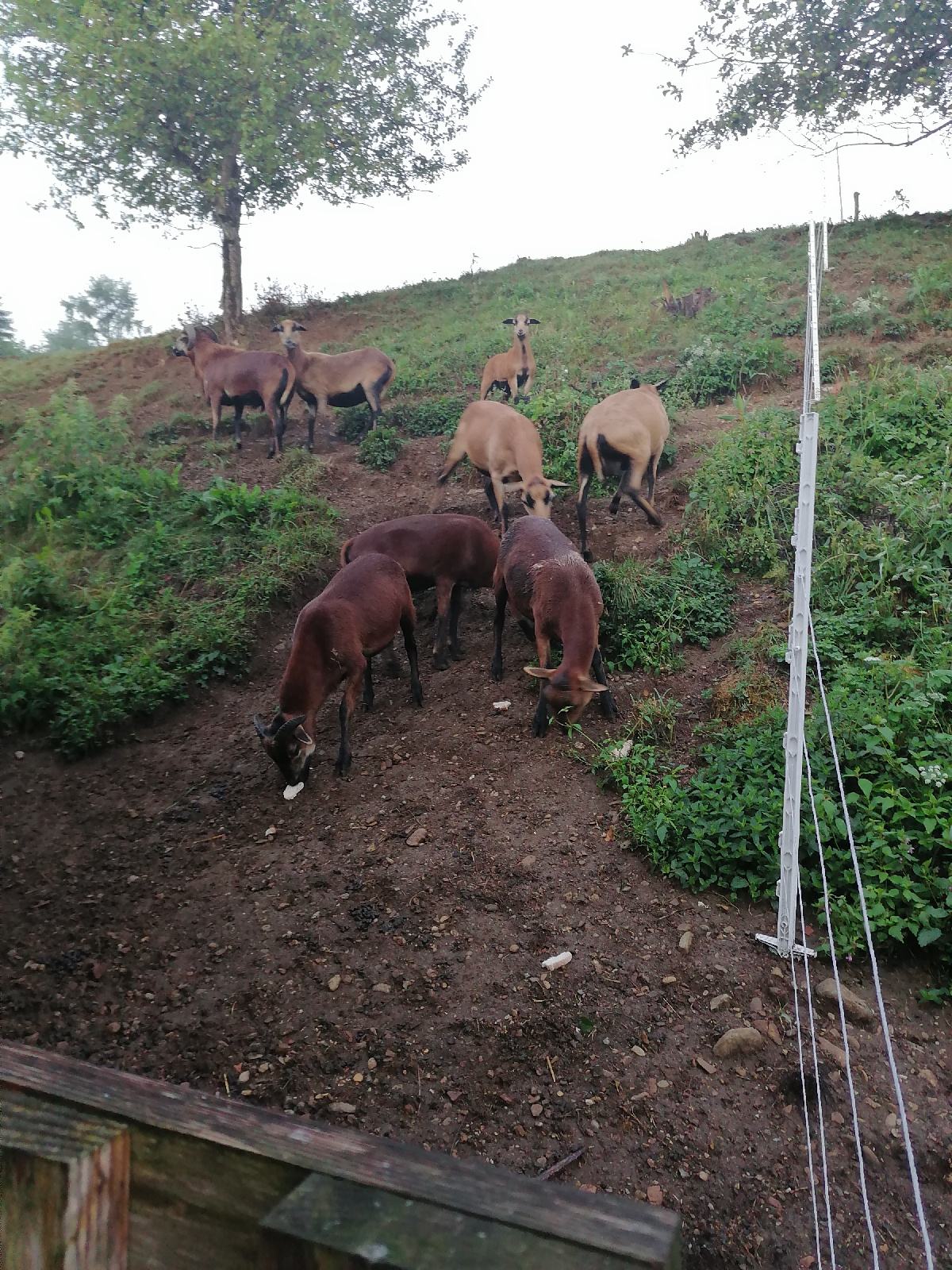 Prodam Jagnje Kamerunske ovce