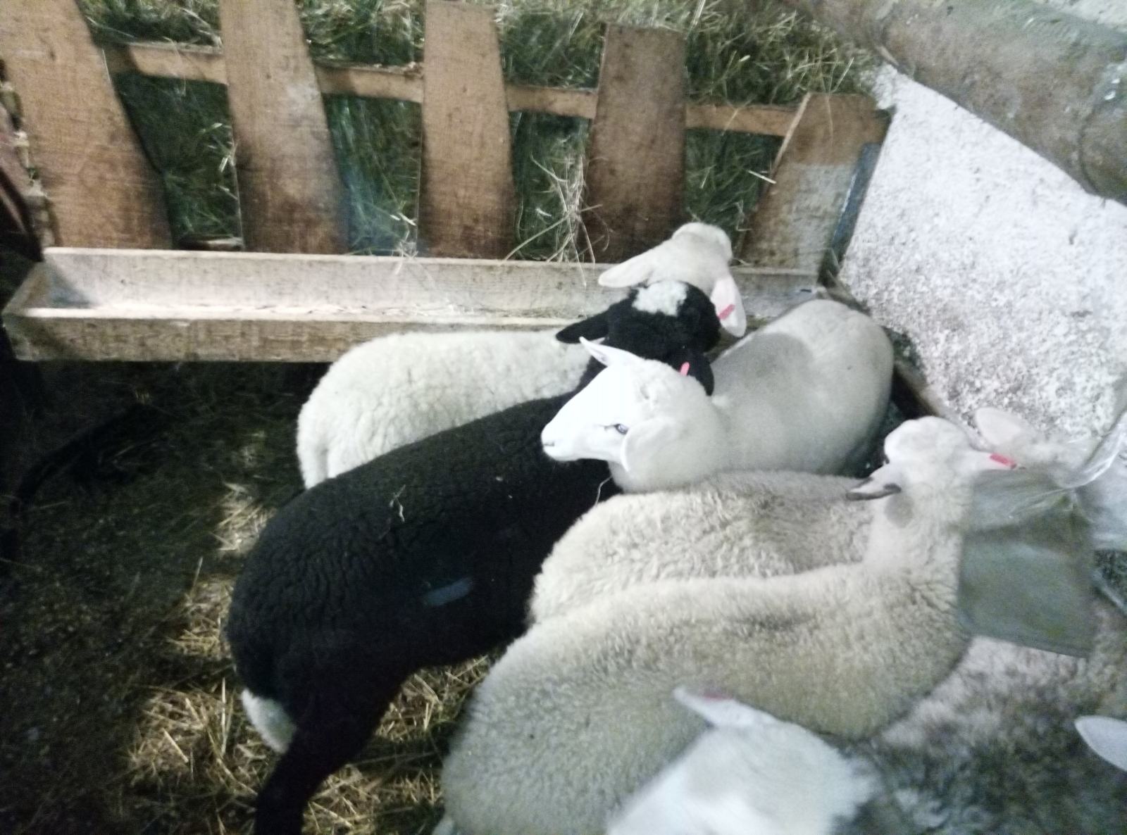 Prodam jagnjete Za pleme ali zakol 2.80 e kg zive teze