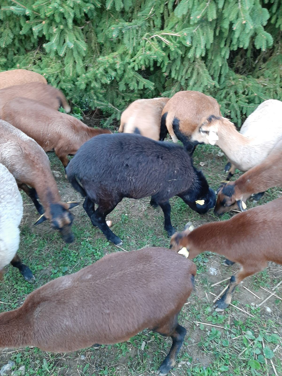 Prodam kamerunske ovce