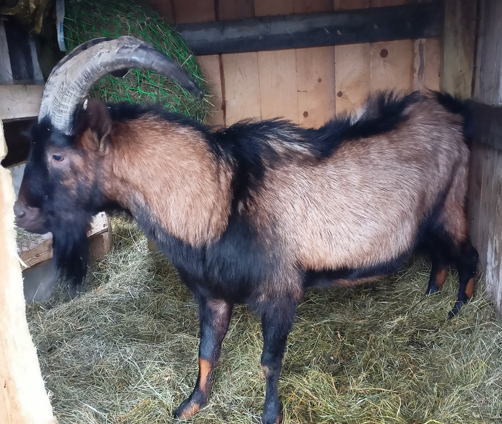 Prodam kozla srnaste pasme za zakol