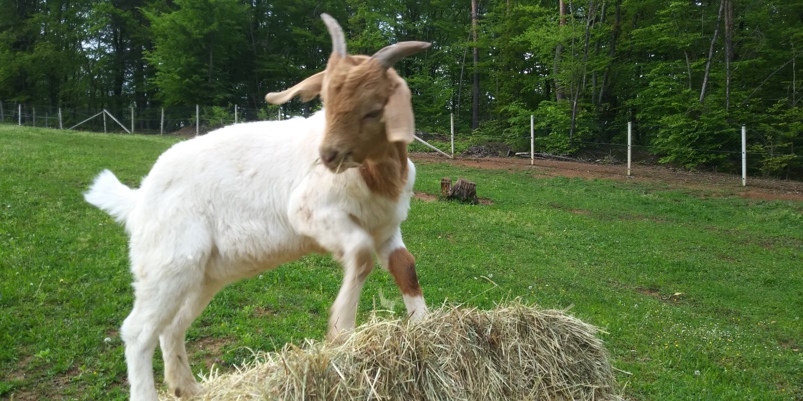 koze - kozlički in kozice naprodaj