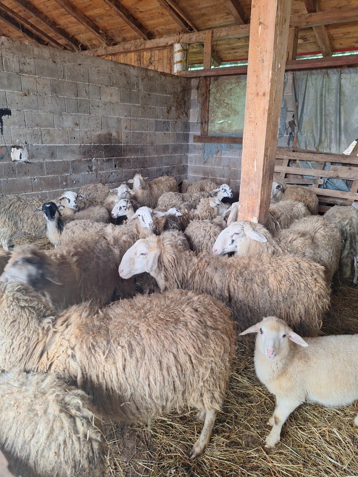 Prodam ovce 70 komadov