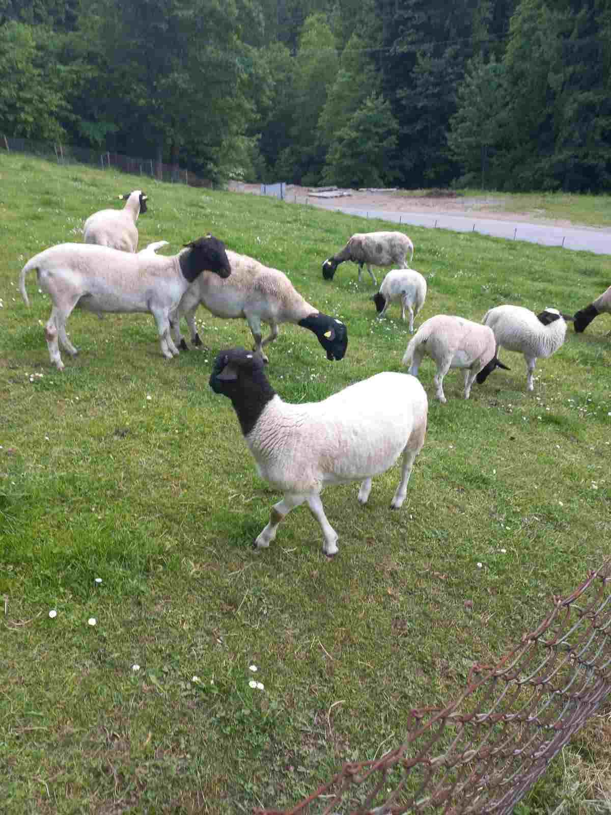 Prodam ovce pasme dorper