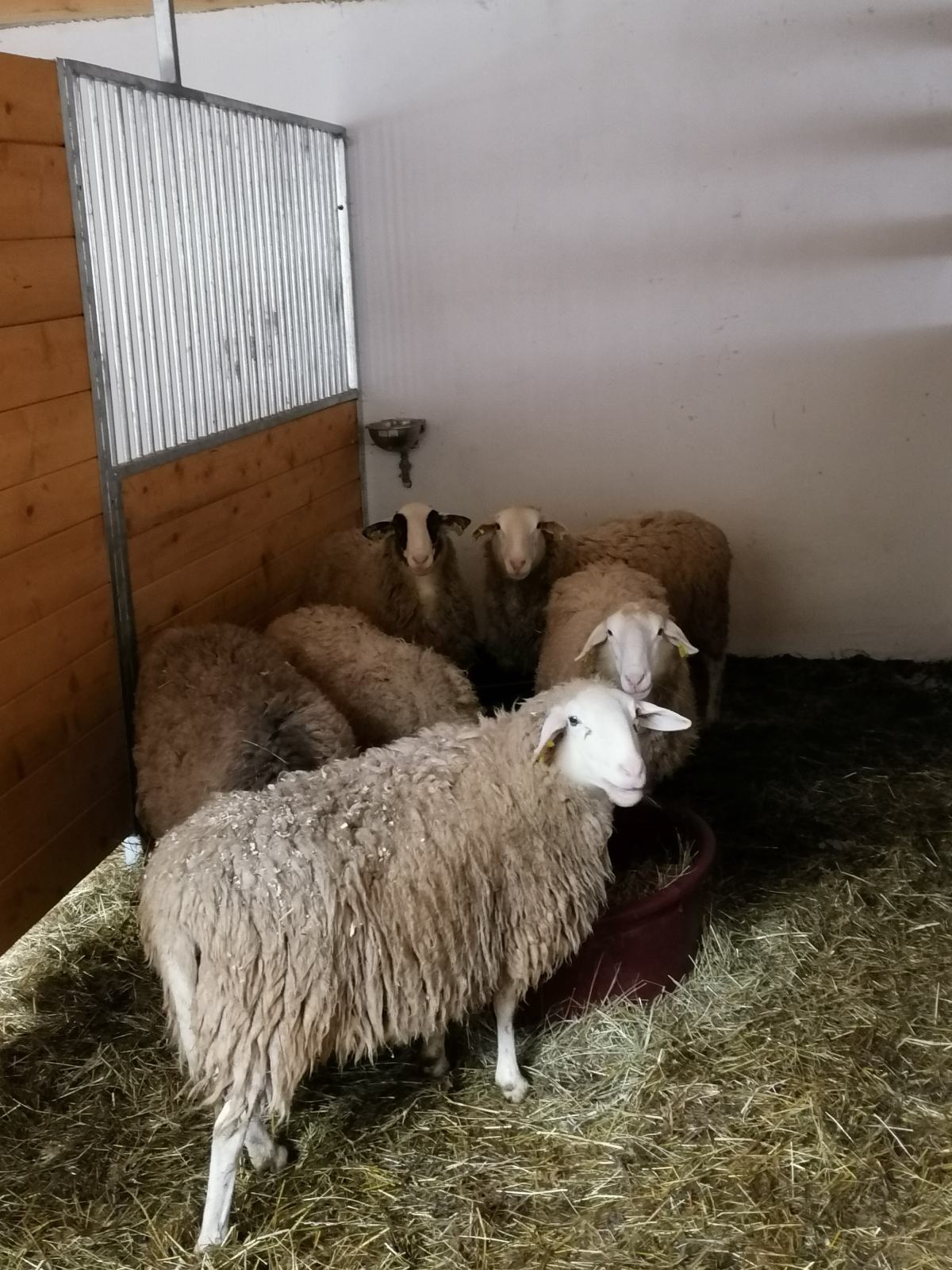 ¸PRODAM OVCE ZA ZAKOL