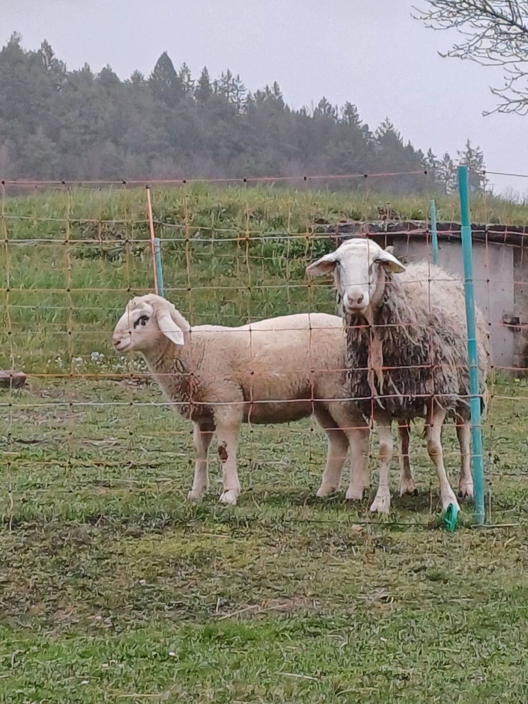 PRODAM OVCO Z JAGENJČKOM