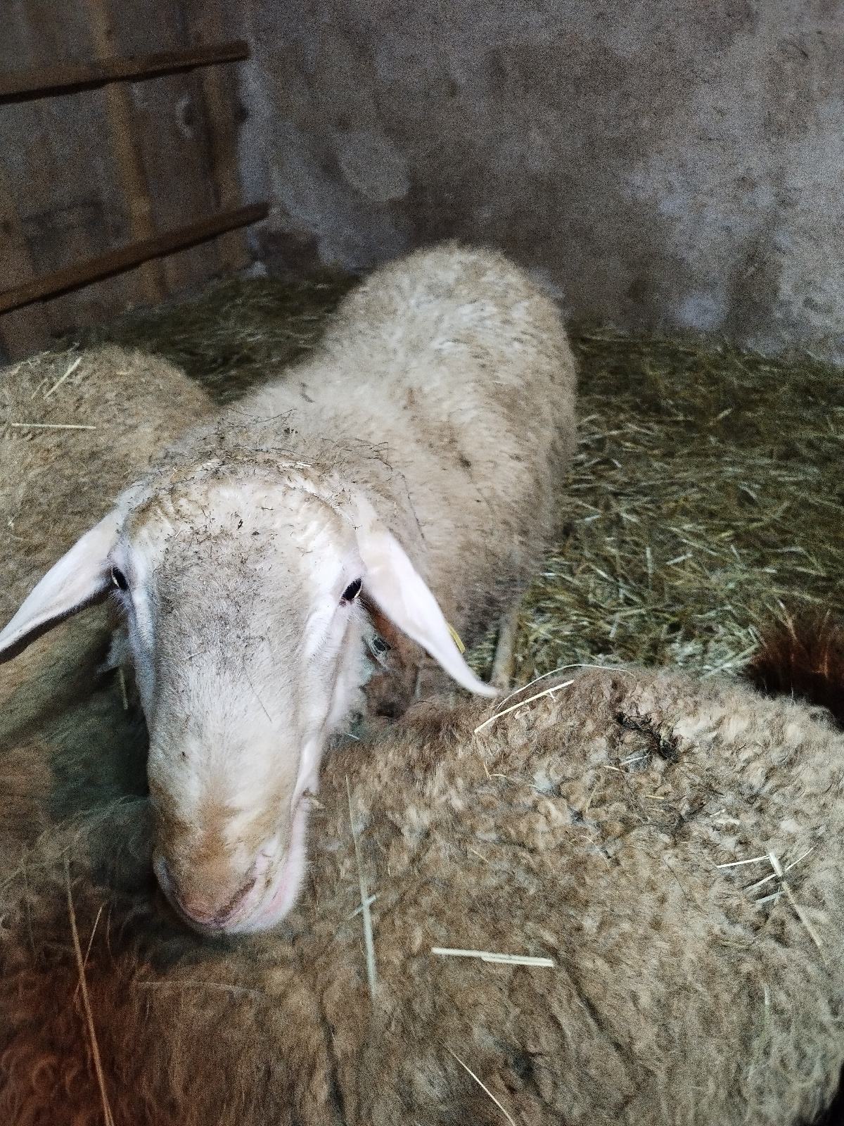 Prodam ovna js za pleme ali za zakol