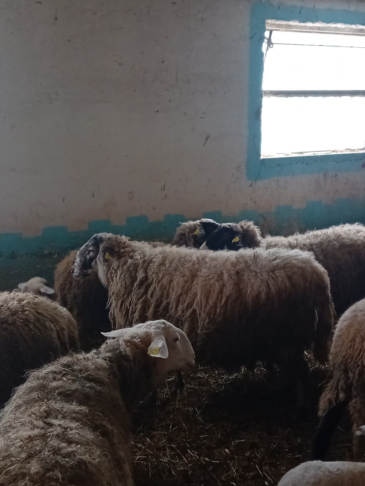 Prodam ovna jsr star 2.5 leti za pleme ali zakolj