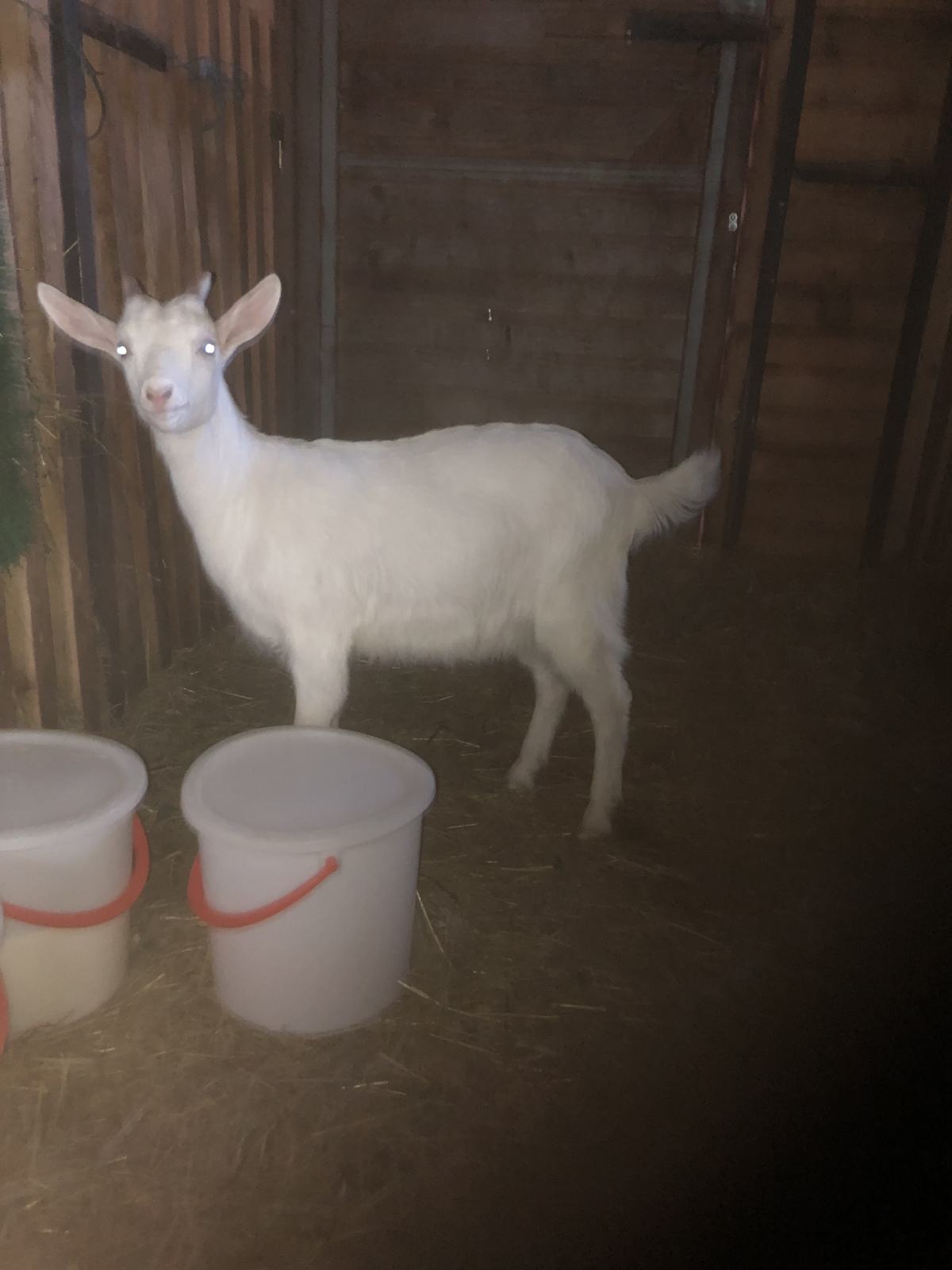 prodamo mlade kozice