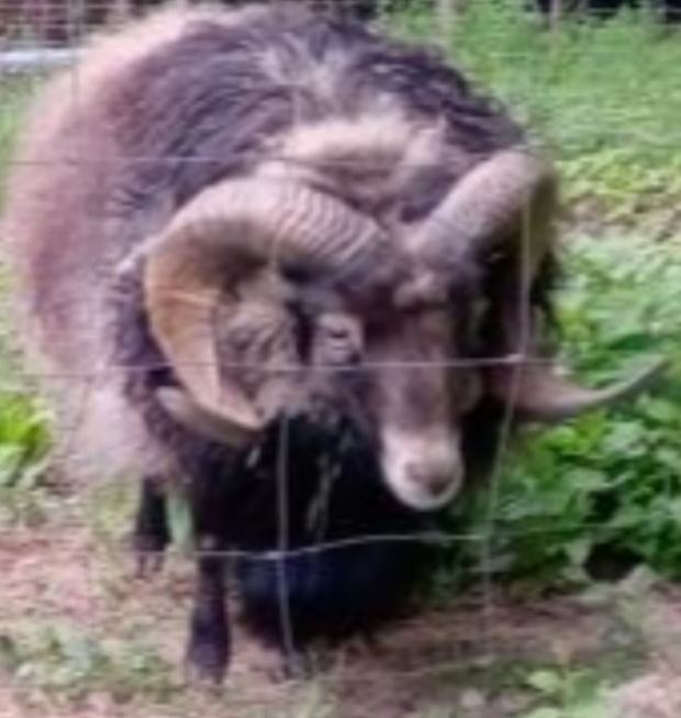 Quessant mini ovca,oven, drobnica