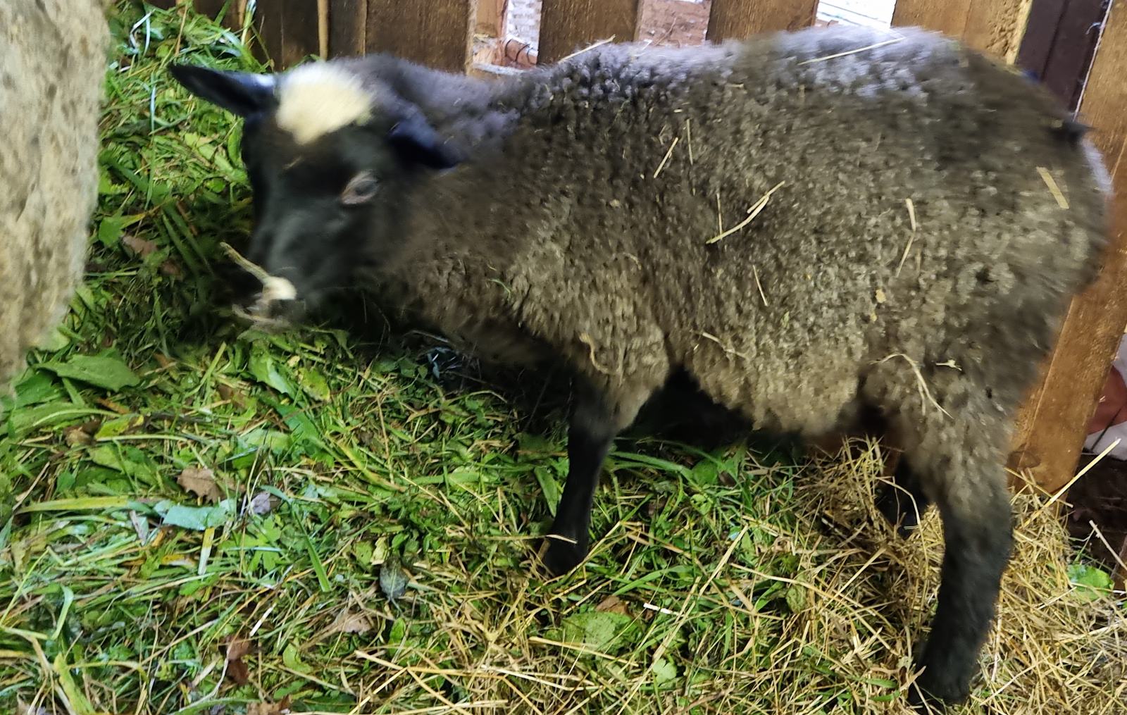 Romanovske ovce- mladice ovca oven