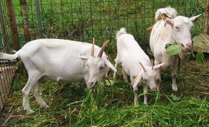 Sanska koza 3x menjam za ponija