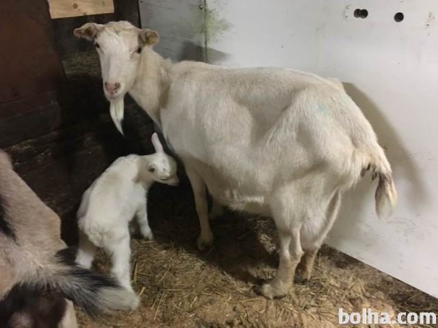 Sanska koza z mlekom