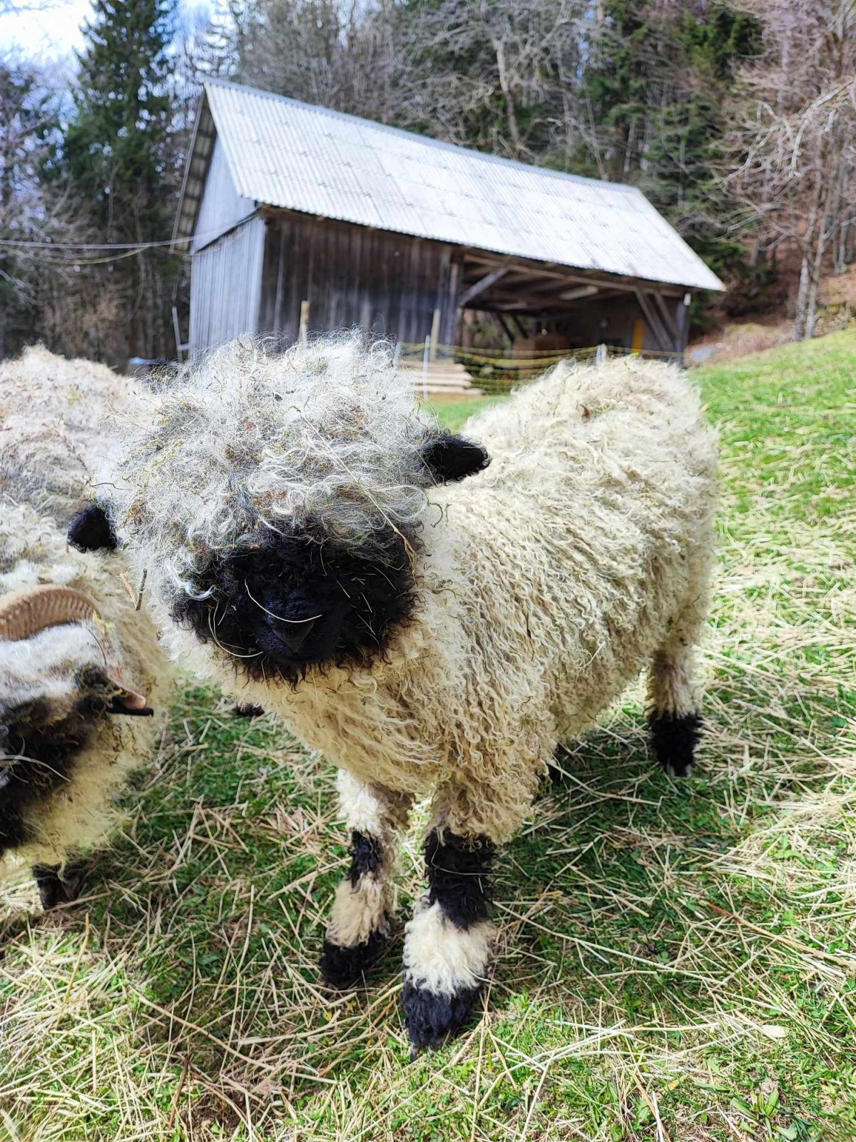 Švicarska črnonosa ovca