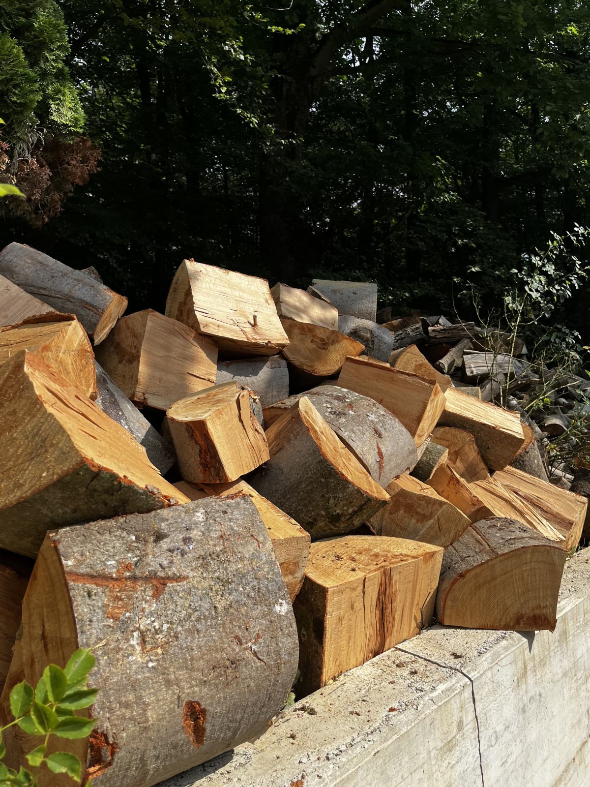 Drva: BUKEV-GABER-HRAST