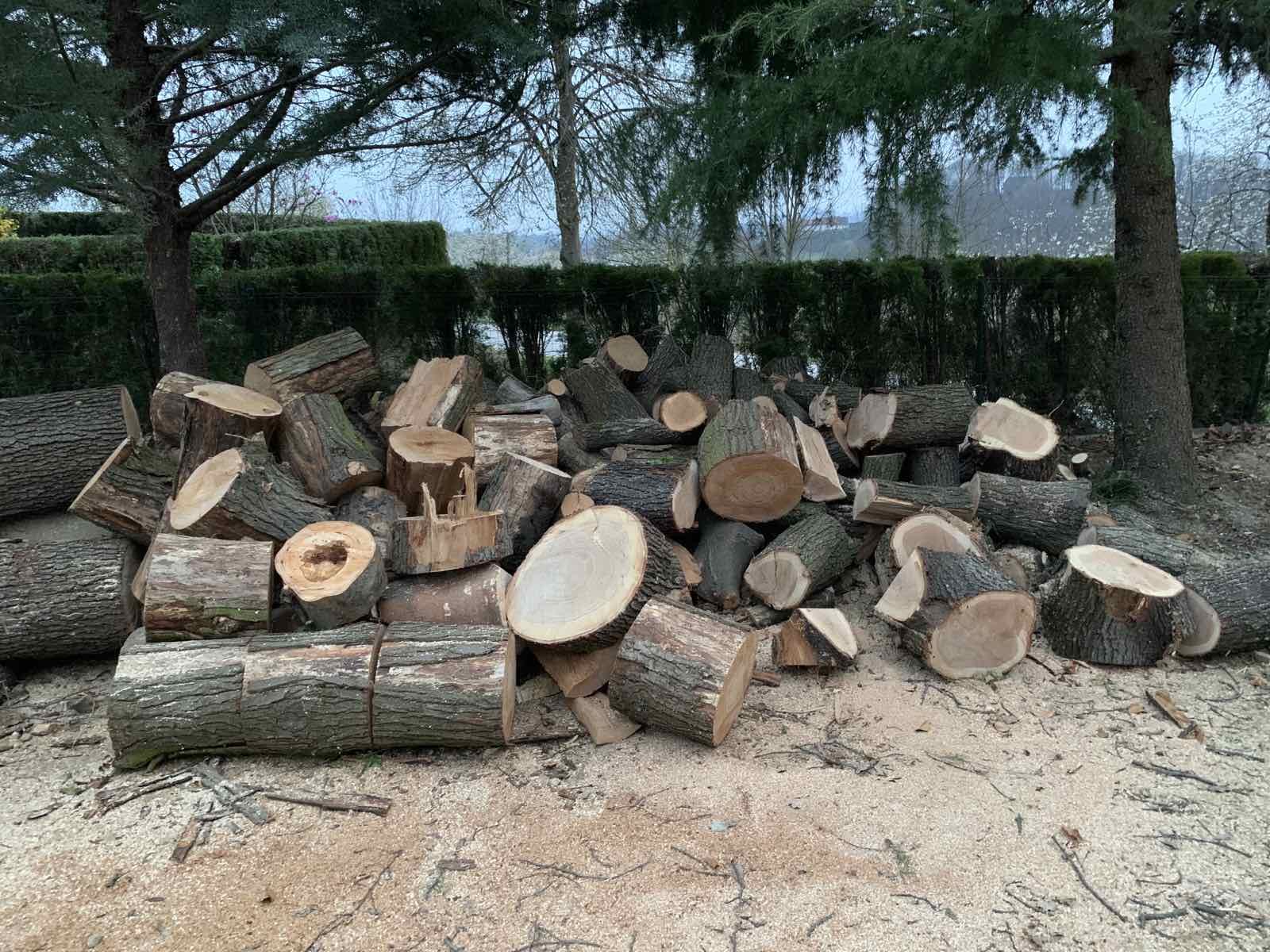 DRVA (Hrast, Bukev in Kostanj)