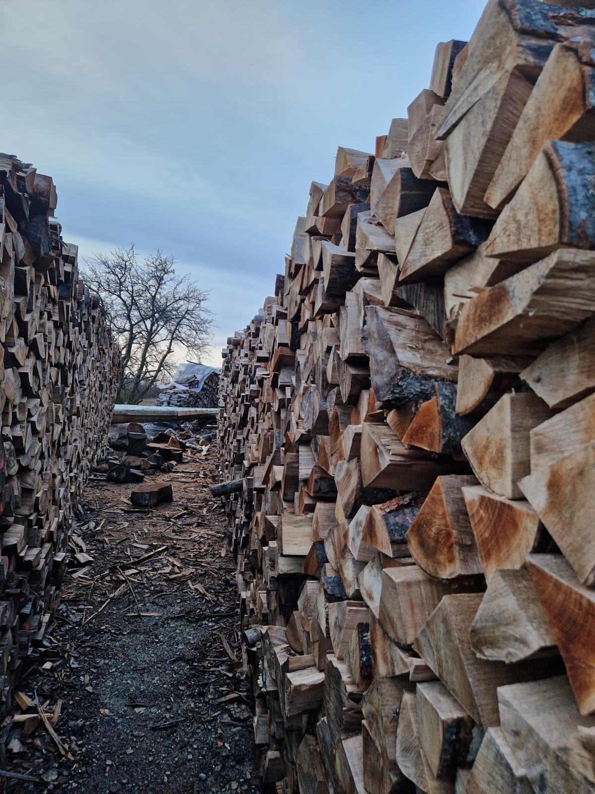 Prodam suha bukova drva