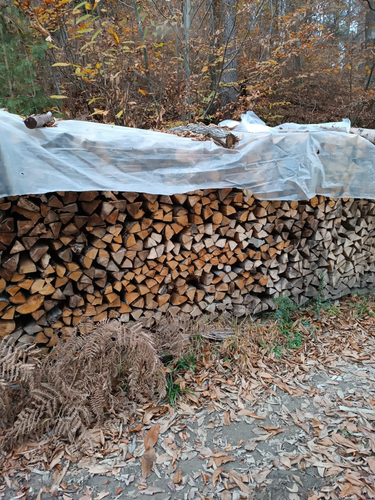 Suha drva (bukova ali mešana)