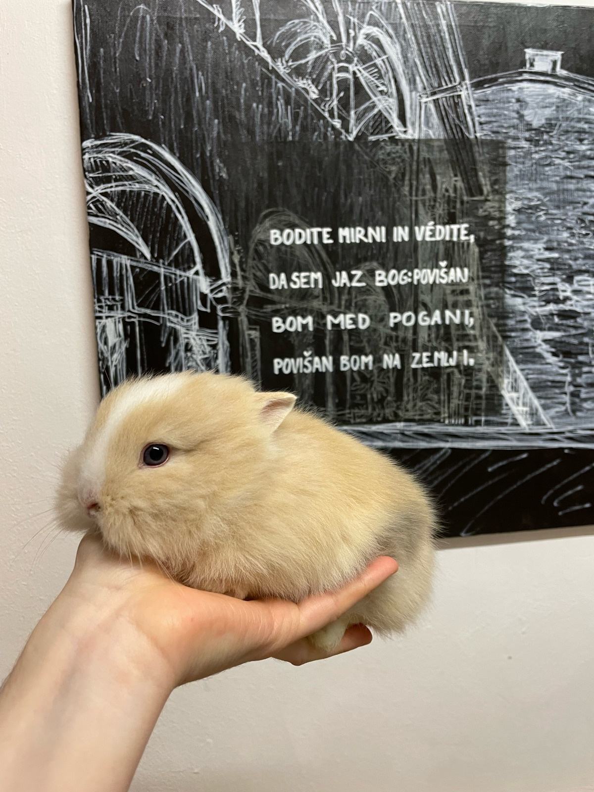 Pritlikavi kunec Simba - podarim