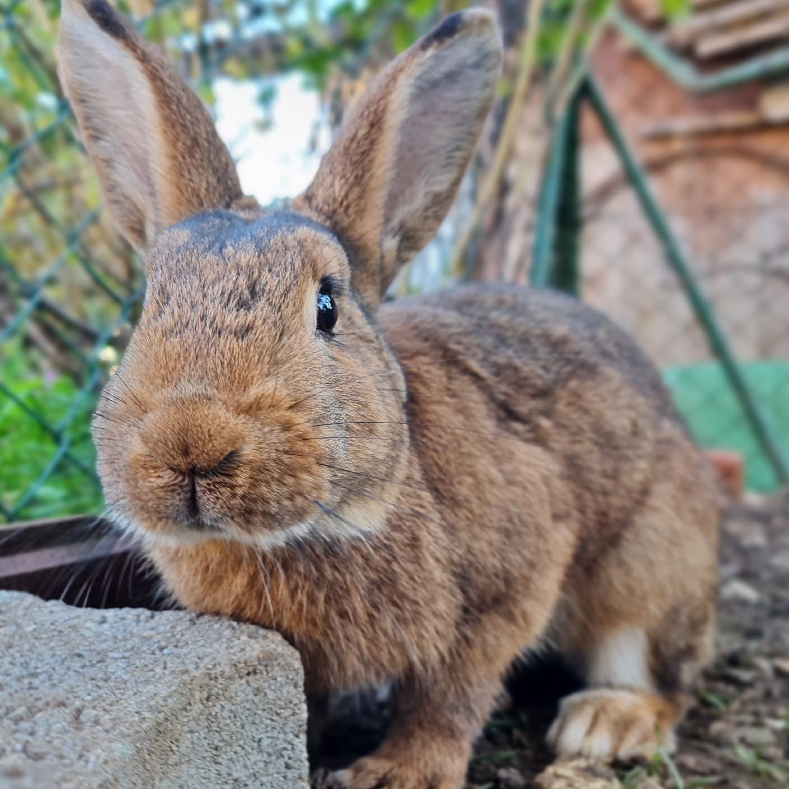 Zajček, kunec, zajec
