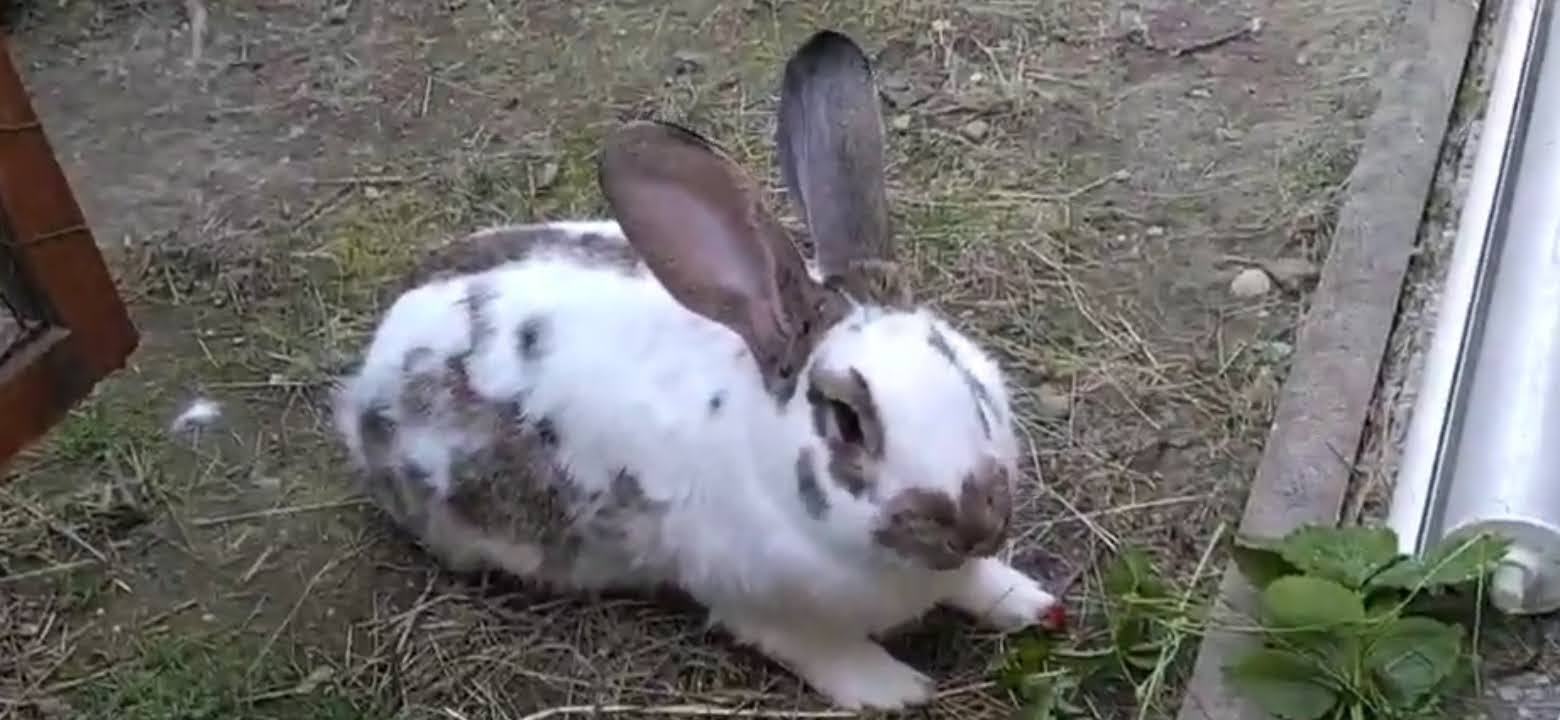 Zajček oz zajec Kunec udomačen