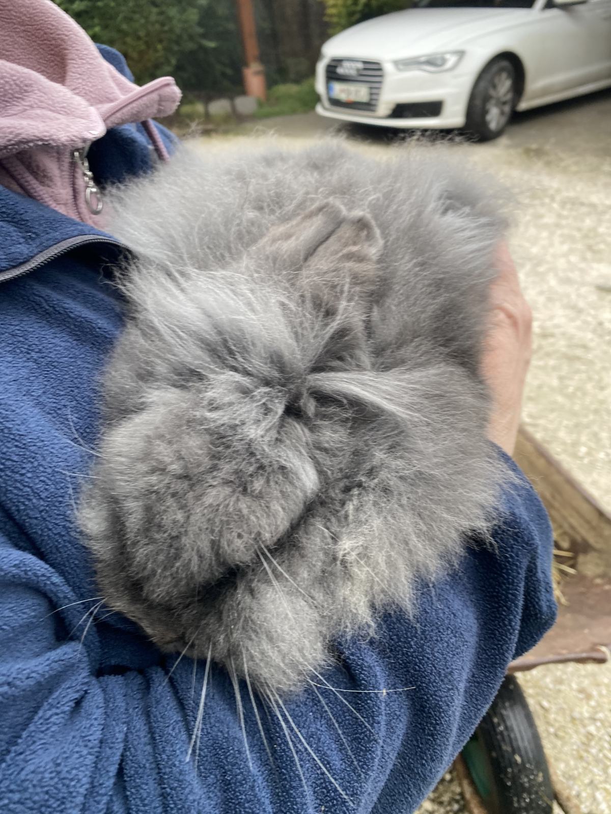 Kunka, kunec, pritlikavi kunci, zajci, zajec, zajklja)