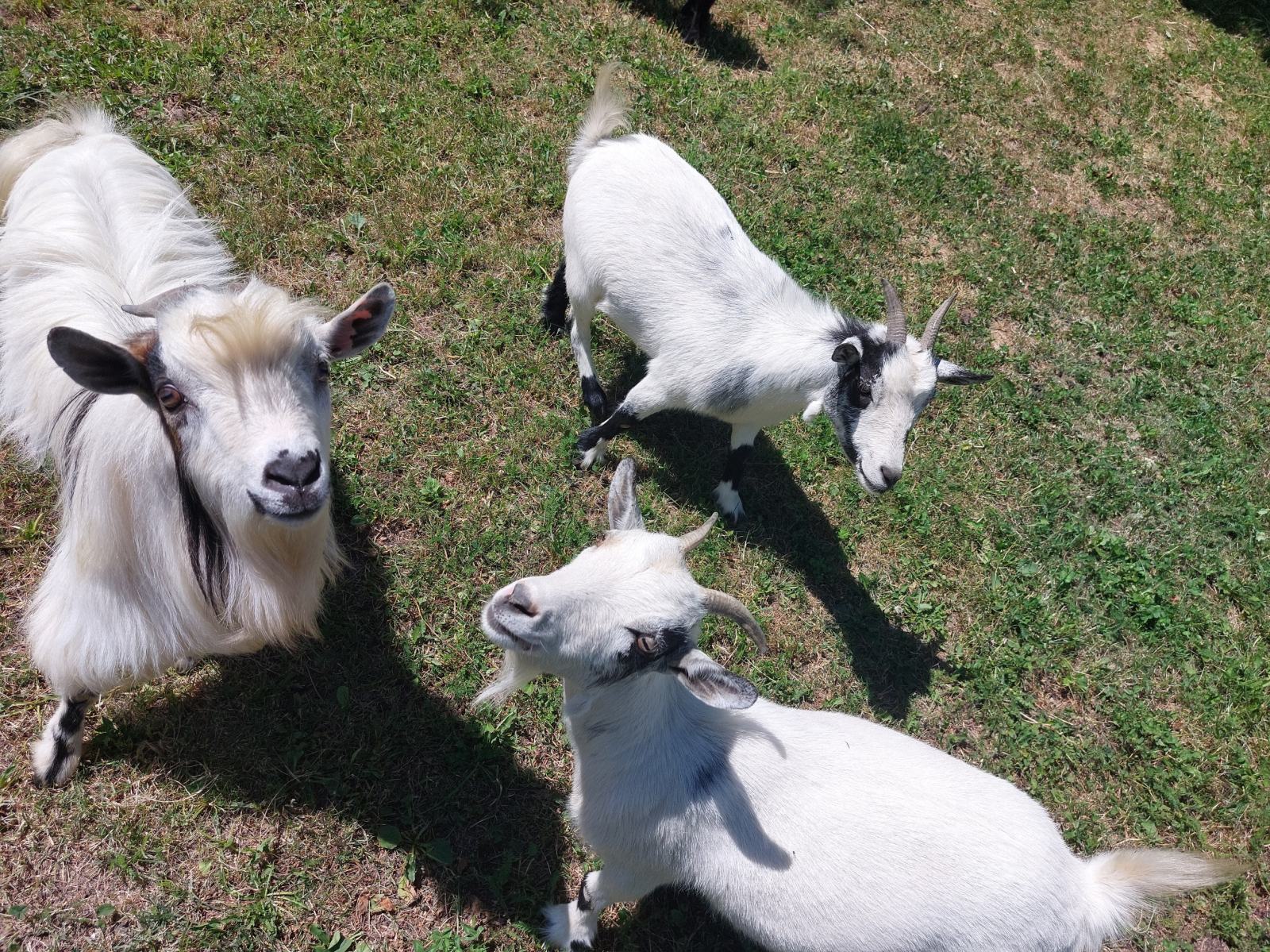 Mini kozice in kozlički